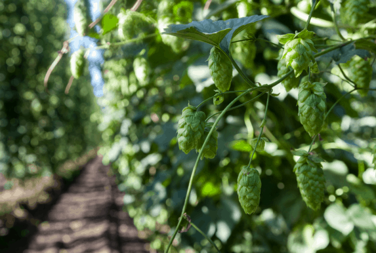 How to Grow Hops: The Ultimate Guide to Growing Hops - Beertannica