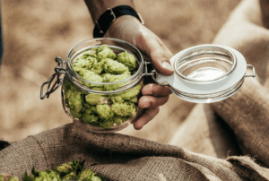 Saaz Hops Guide: What They Are and They Bring to the Table - Beertannica
