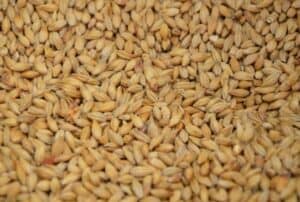 The Ultimate Melanoidin Malt Guide for Beer Brewing - Beertannica