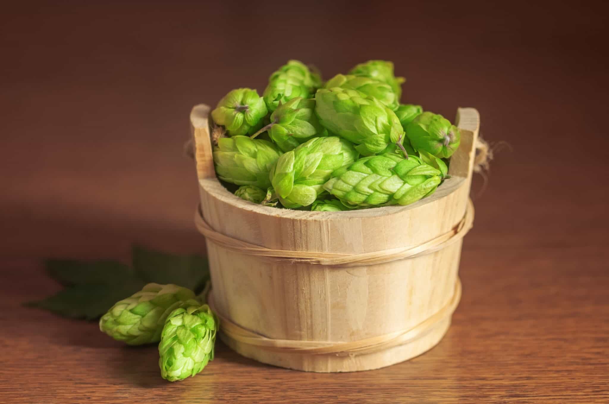 Riwaka Hops Guide - Why I have developed an Appreciation for This Hop ...