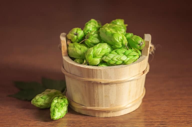 Riwaka Hops Guide - Why I have developed an Appreciation for This Hop ...