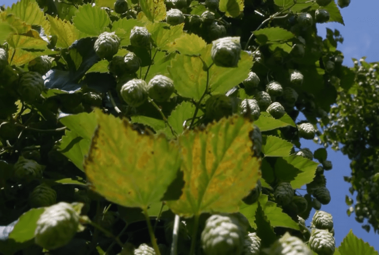 Hallertau Hops Guide - Beertannica