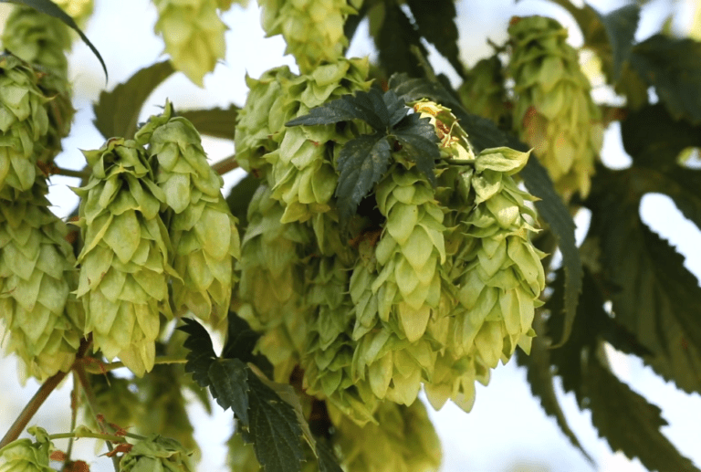 Zappa Hops Guide: Yes, They're Named After That Zappa - Beertannica