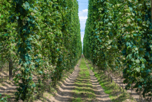 Apollo Hops Guide: How Should You Use this High-alpha Hop? - Beertannica