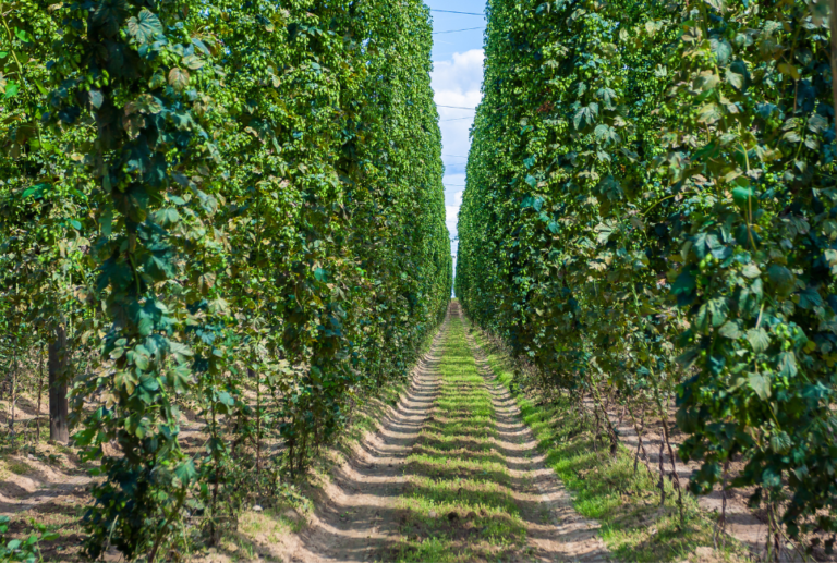 Apollo Hops Guide: How Should You Use this High-alpha Hop? - Beertannica