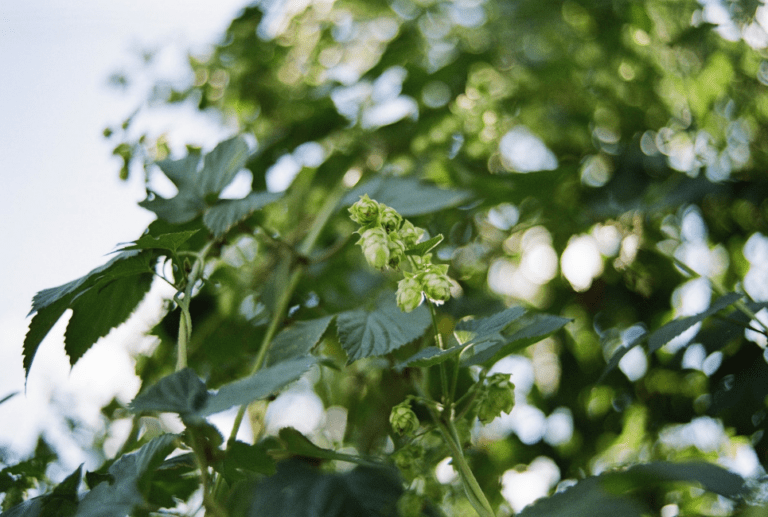 Galena Hops Guide - Is This the Ultimate American Bittering Hop ...