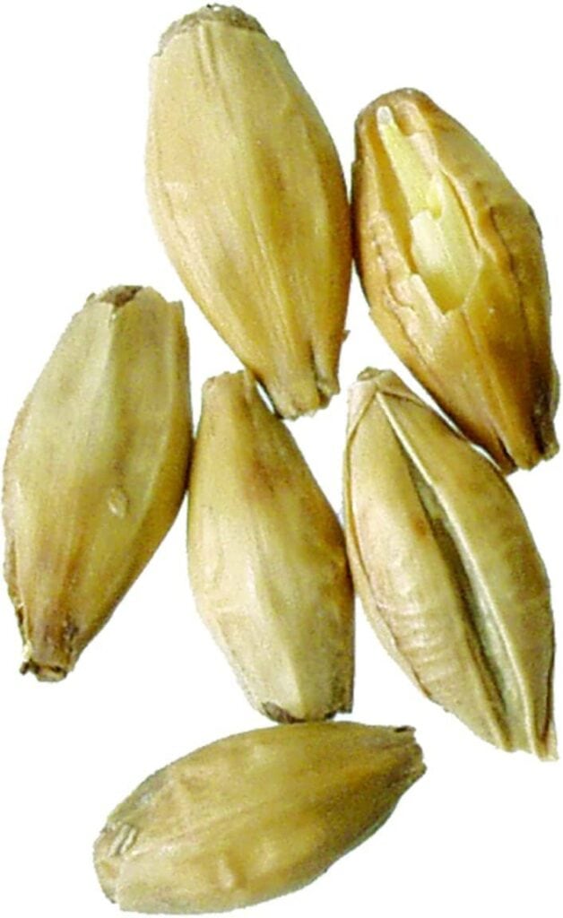 Pale Malt Guide: The Perfect Malt - Beertannica