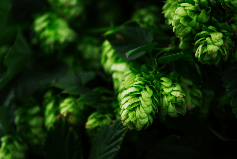 Liberty Hops Guide - Should You Use this American Hop Instead of ...
