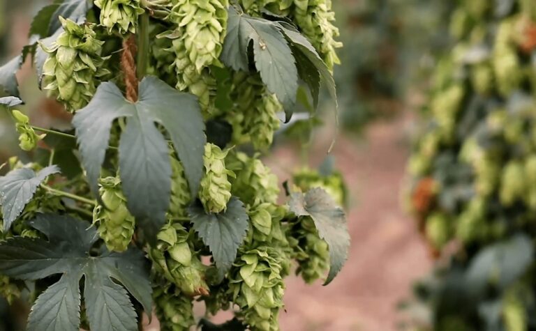 Zappa Hops Guide: Yes, They're Named After That Zappa - Beertannica