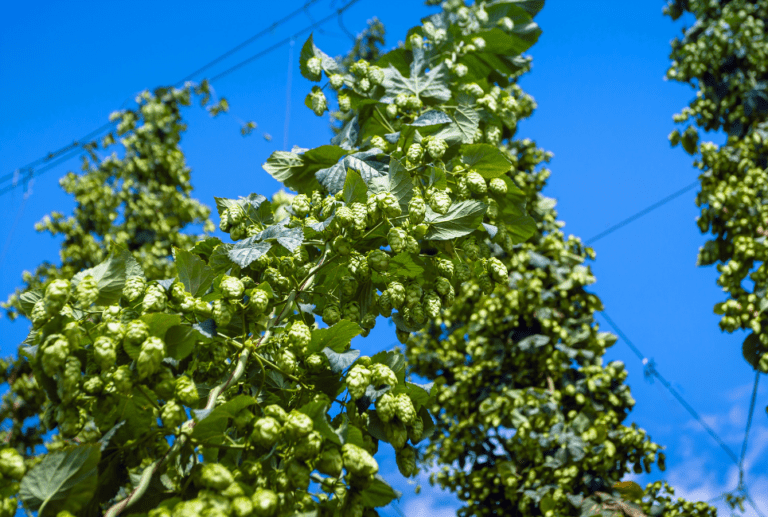 Glacier Hops Guide: Everything You Need to know about this Versatile ...