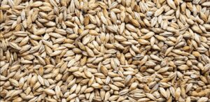 Pale Malt Guide: The Perfect Malt - Beertannica
