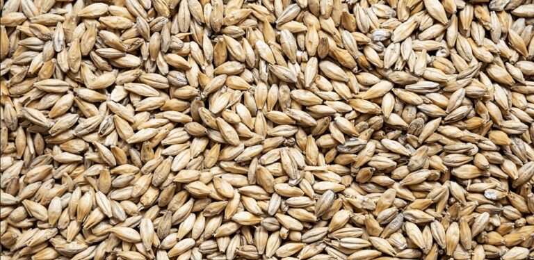 Pale Malt Guide: The Perfect Malt - Beertannica