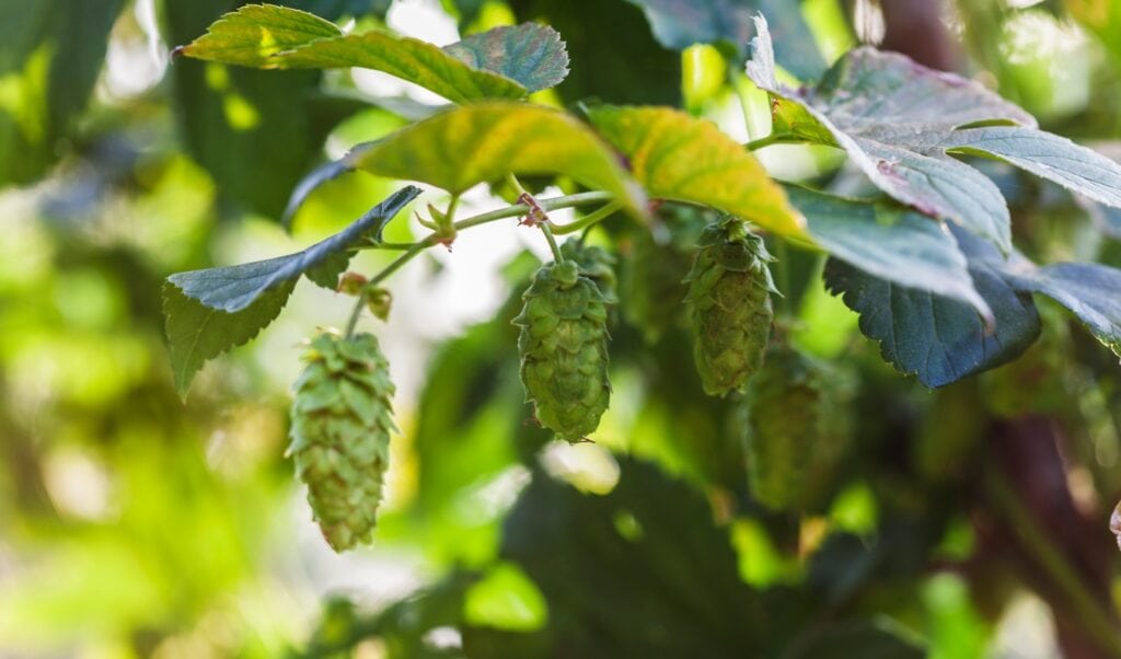 Sterling Hops Guide - Beertannica