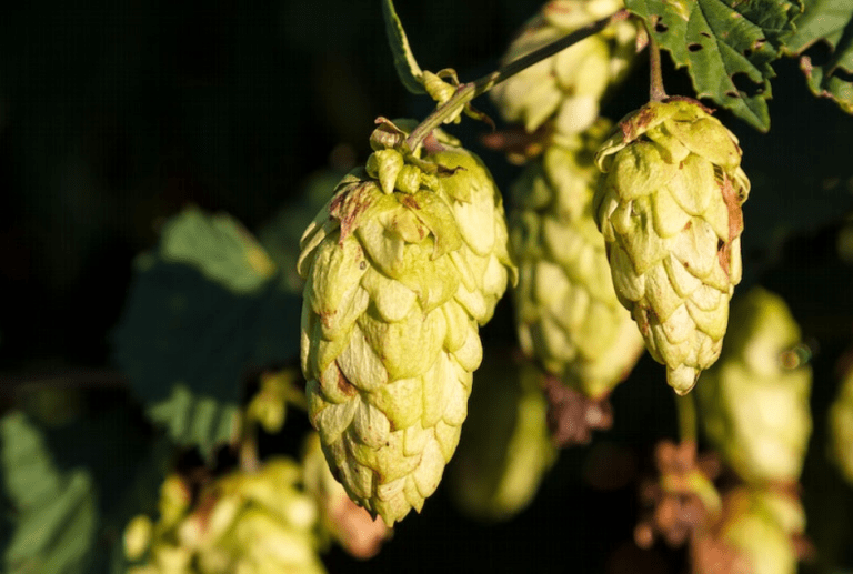 Best Japanese Hop Varieties - Beertannica