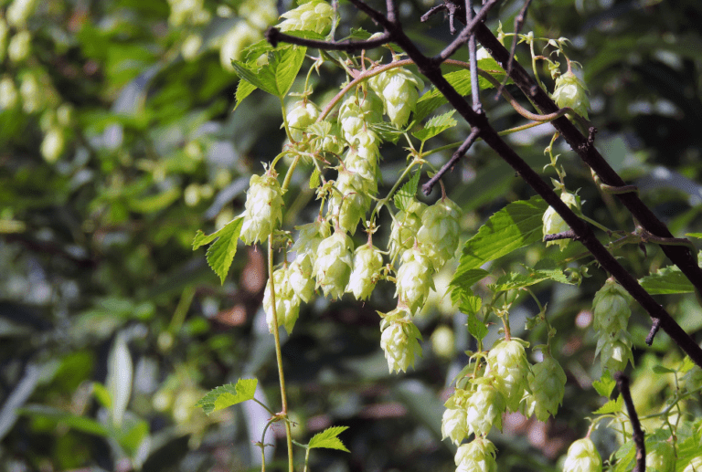 Tillicum Hops Guide - Is this Bittering Hop Worth Trying to Find ...