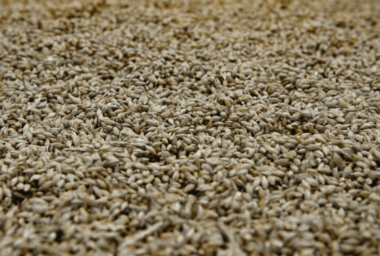 Rye Malt Guide - How to Use This Malt for Distinctive Homebrews ...